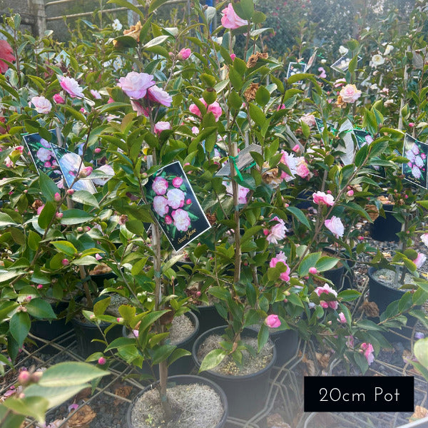 Camellia Japonica Sweet Jane | Flowering Hedging Plants | Melbourne ...