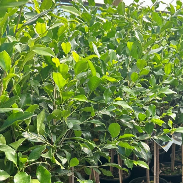 Ficus Flash Standard – Impressive Plants